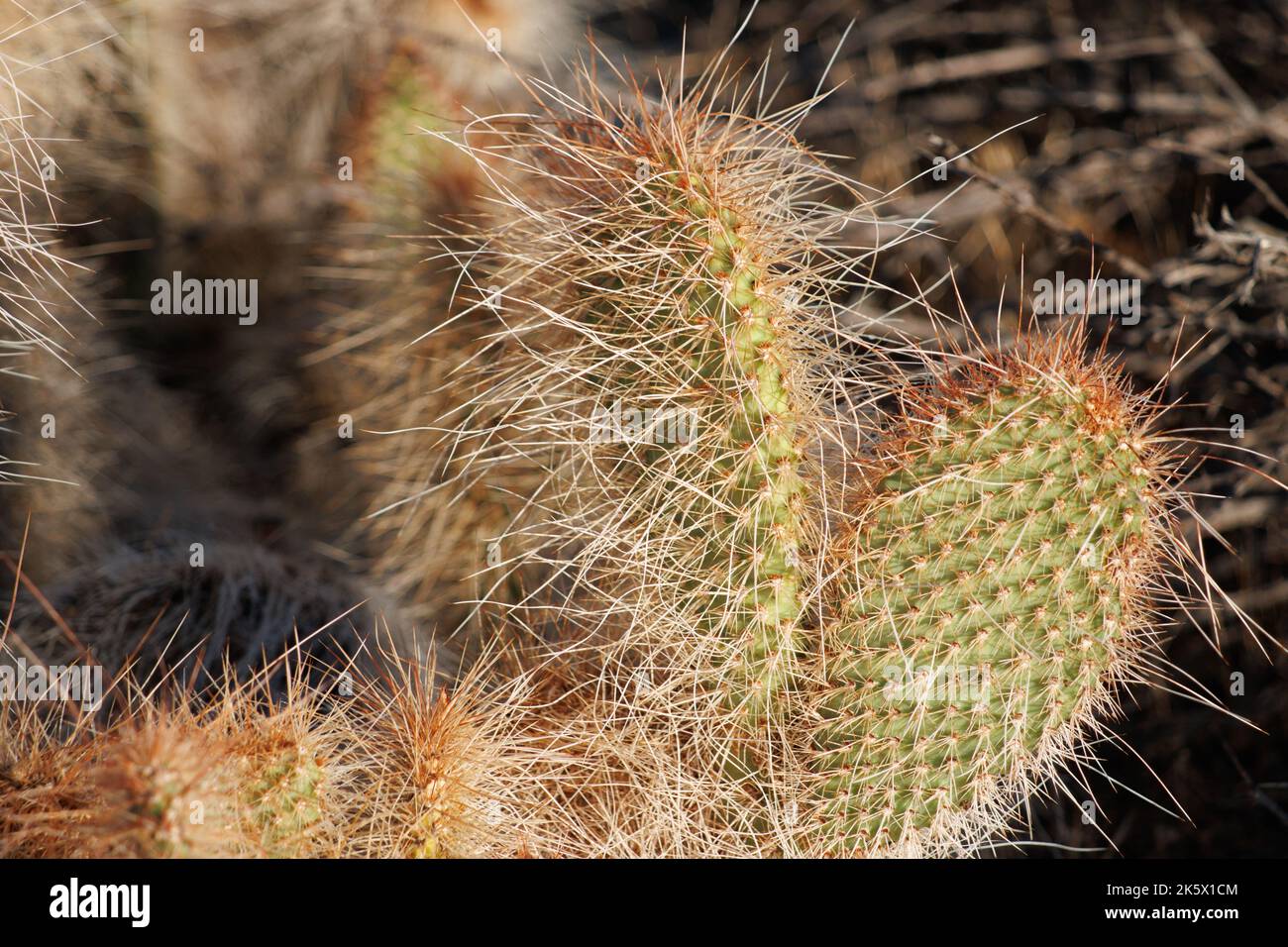 White densely overlapping curved spines of Opuntia Polyacantha Variety ...