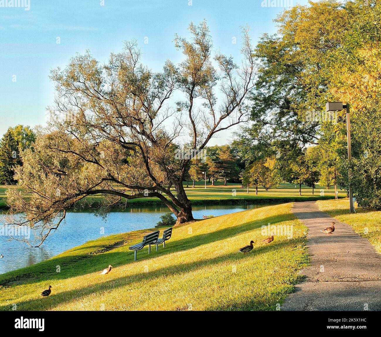 A beautiful green landscape of a park at a golden hour with a lake ...