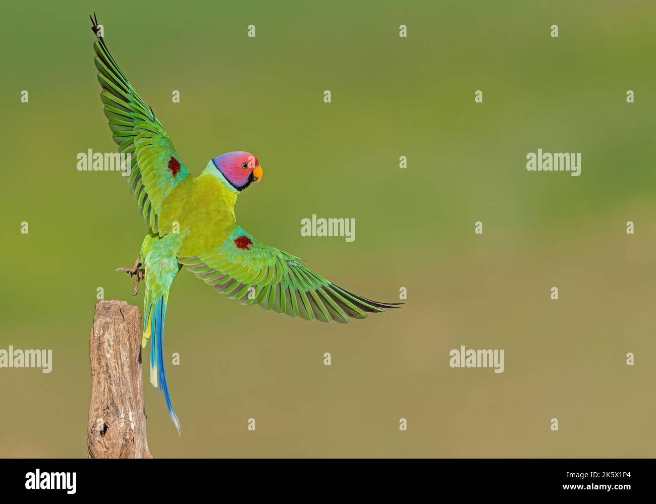 Plum headed parakeet plunging towards its habitat after a quick rest on ...
