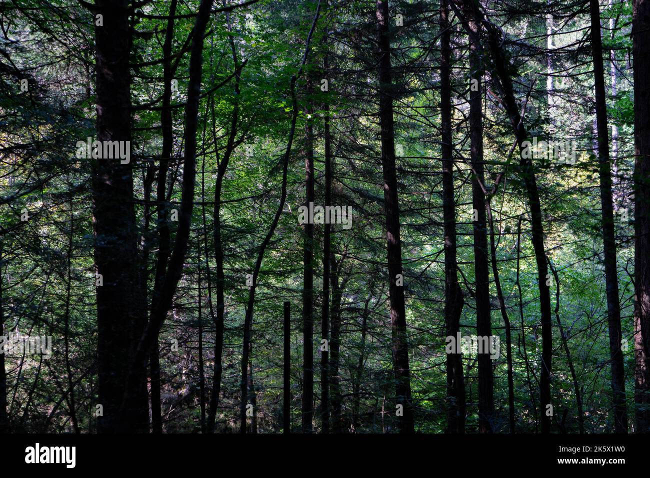 A landscape in a forest in daylight Stock Photo - Alamy