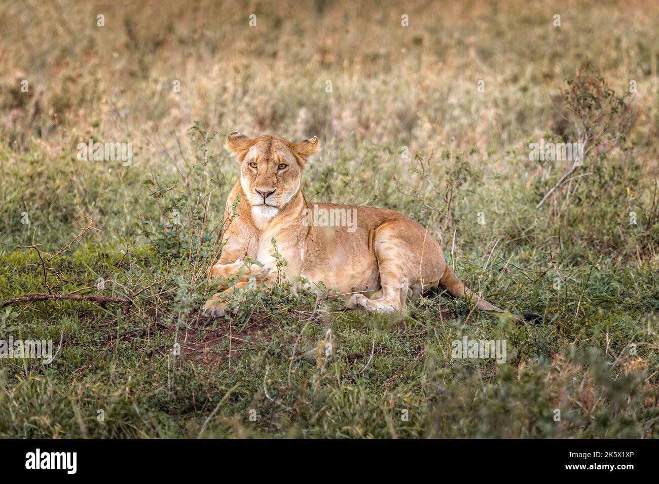 A female lion lying in the grasslands of the Serengeti, Tanzania Stock Photo - Alamy
