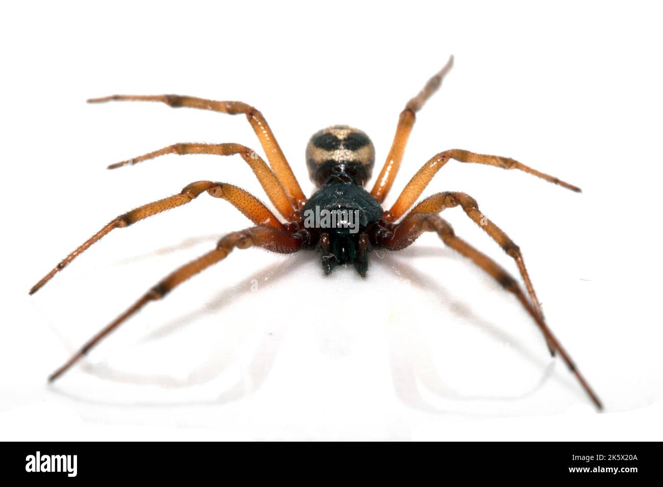 Macro spider view Cut Out Stock Images & Pictures - Alamy