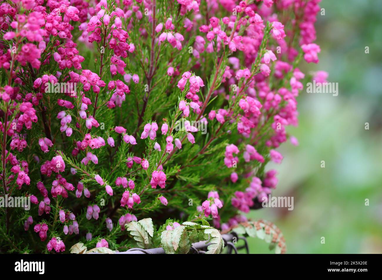 close-up of an erica gracilis plant against a blurry background Stock ...