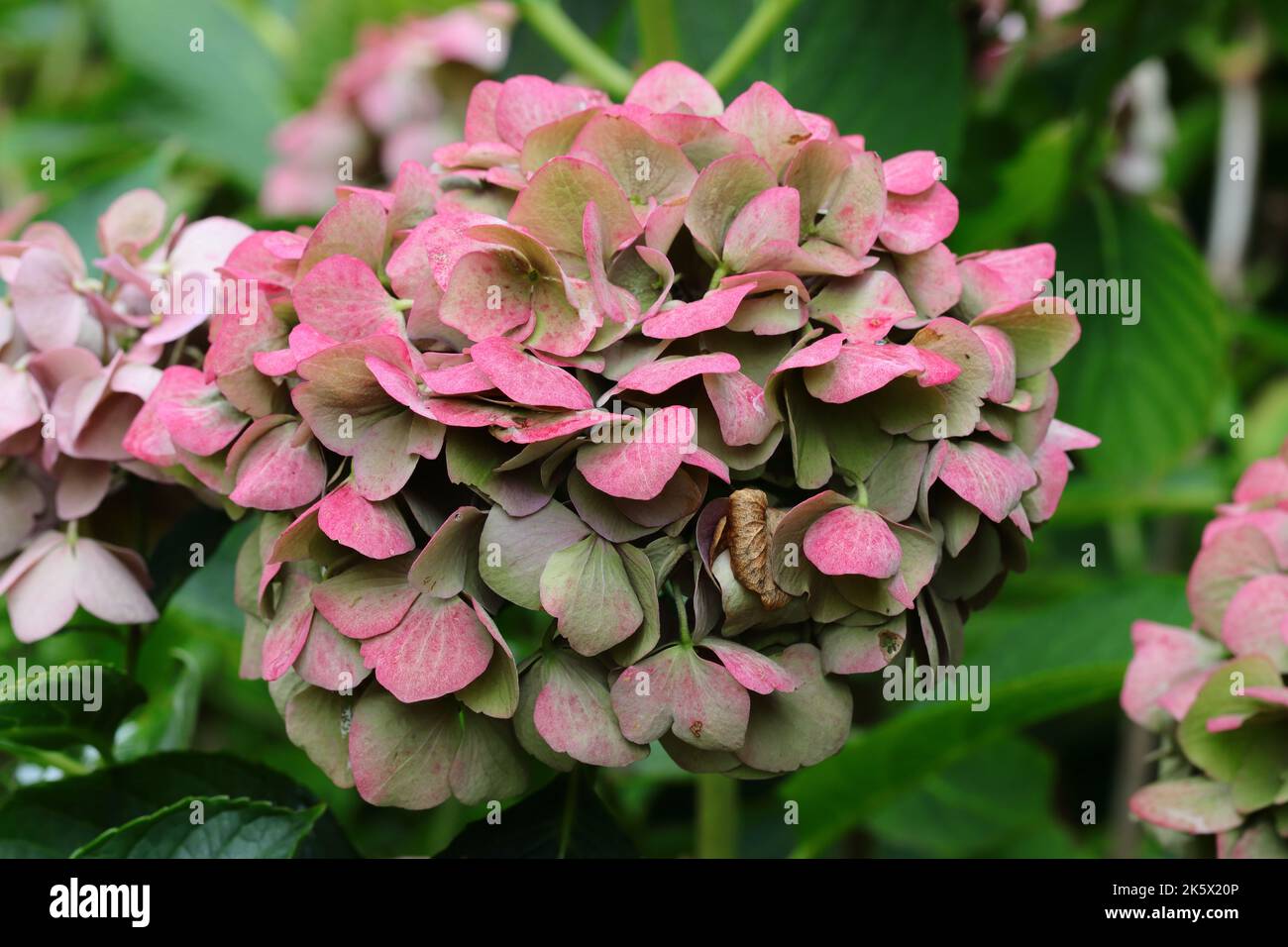 close-up of a pretty hydrangea macrophylla with autumnally colored ...