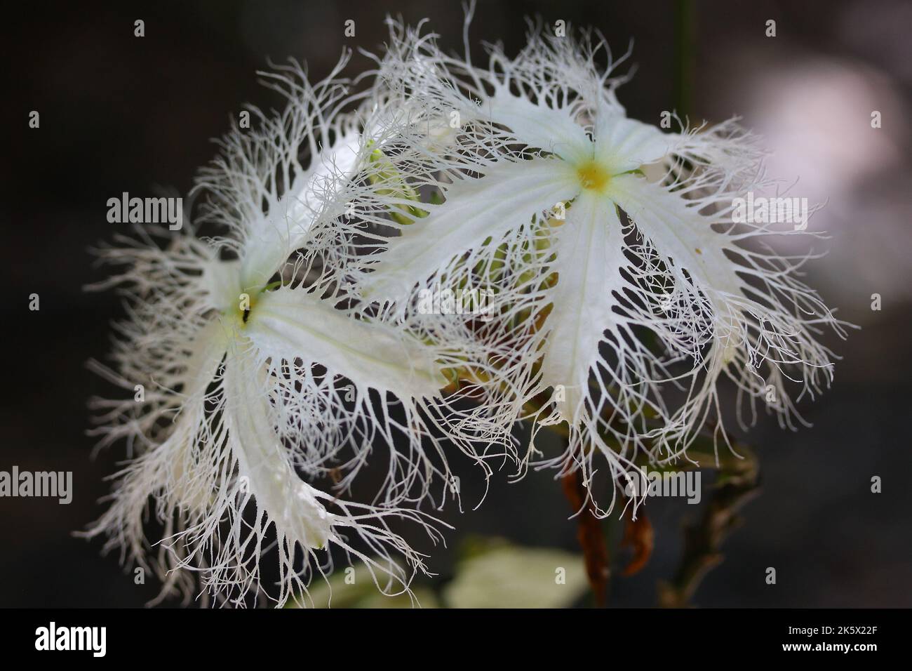 The snake gourd, snake tomato, chinese cucumber (Trichosanthes sp ...