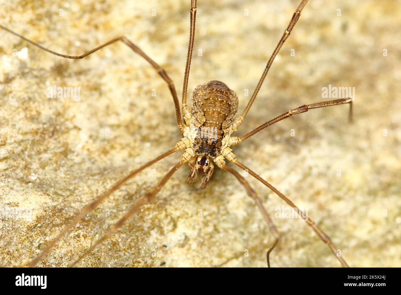The harvestman Mitopus morio in a natural habitat Stock Photo - Alamy