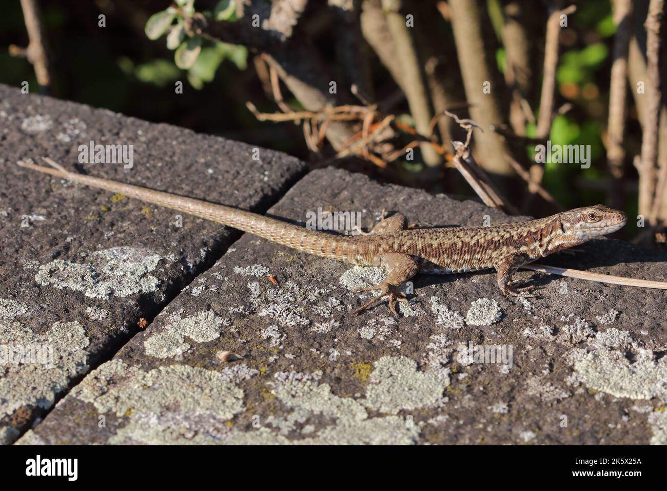 The common wall lizard, European wall lizard (Podarcis muralis) in a ...