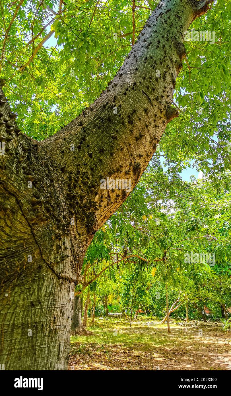 Huge beautiful Kapok tree Ceiba tree with spikes in tropical park ...