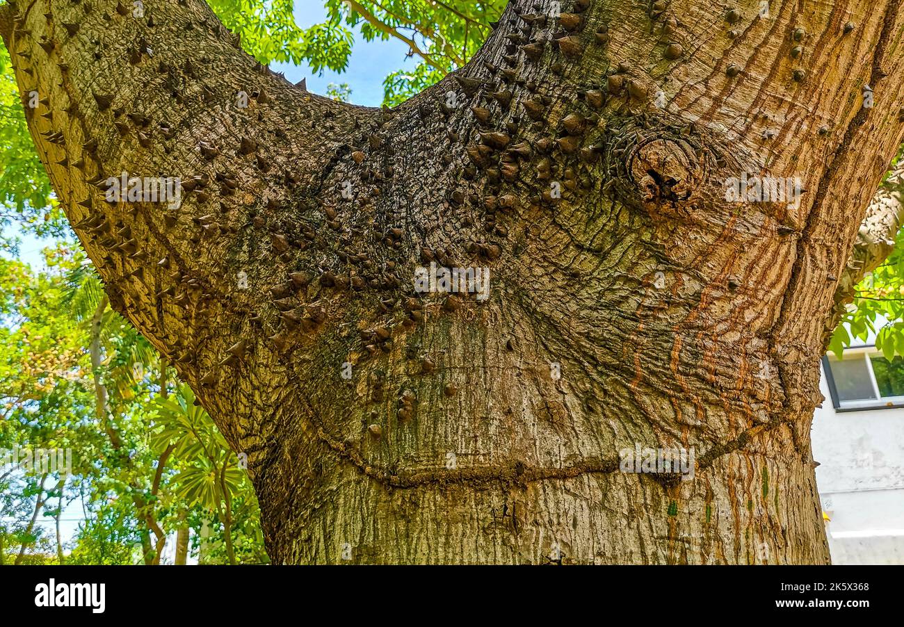 Huge beautiful Kapok tree Ceiba tree with spikes in tropical park ...