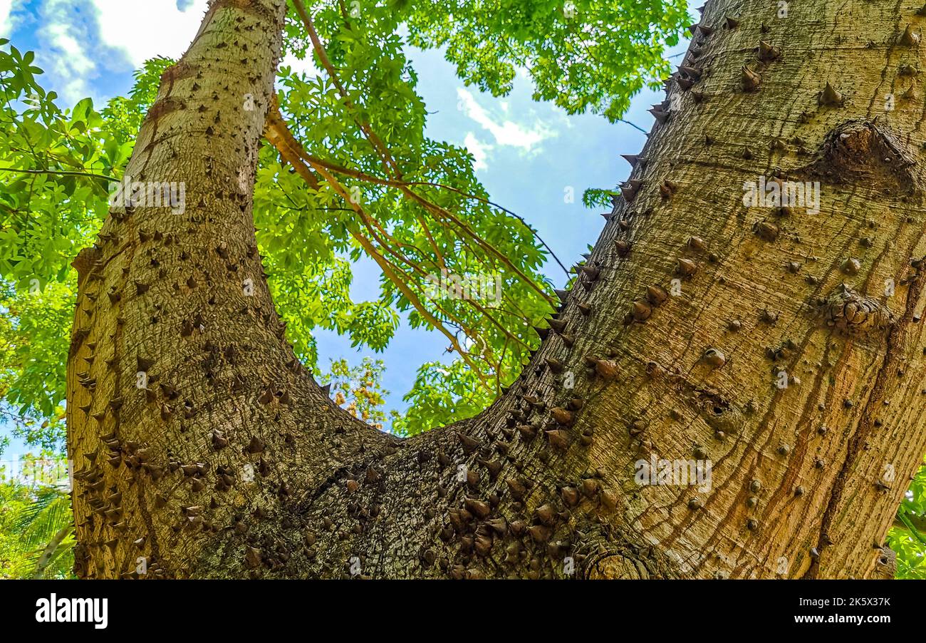 Huge beautiful Kapok tree Ceiba tree with spikes in tropical park ...