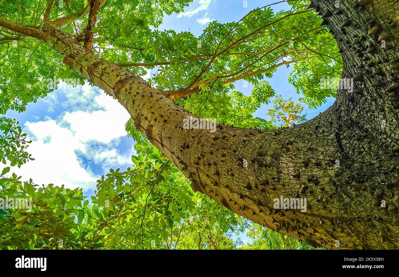Huge beautiful Kapok tree Ceiba tree with spikes in tropical park ...