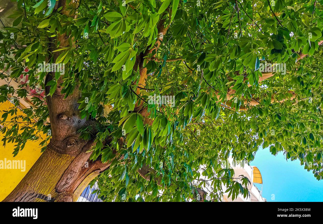 Huge beautiful Kapok tree Ceiba tree with spikes in tropical park ...
