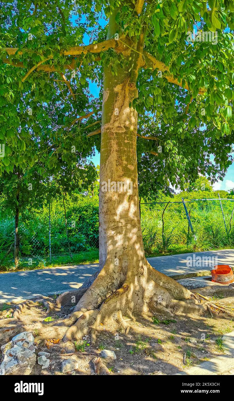 Huge beautiful Kapok tree Ceiba tree with spikes in tropical park ...