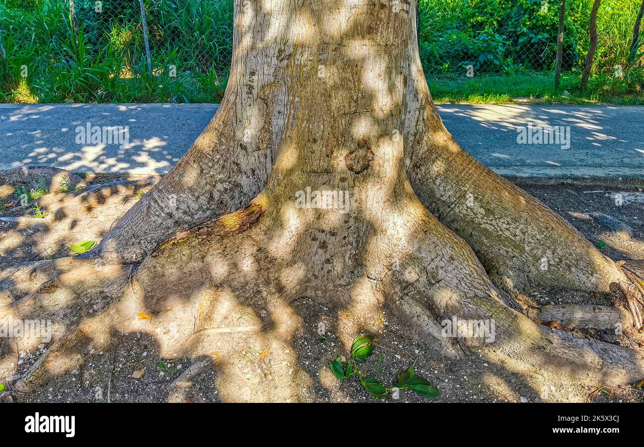 Huge beautiful Kapok tree Ceiba tree with spikes in tropical park ...