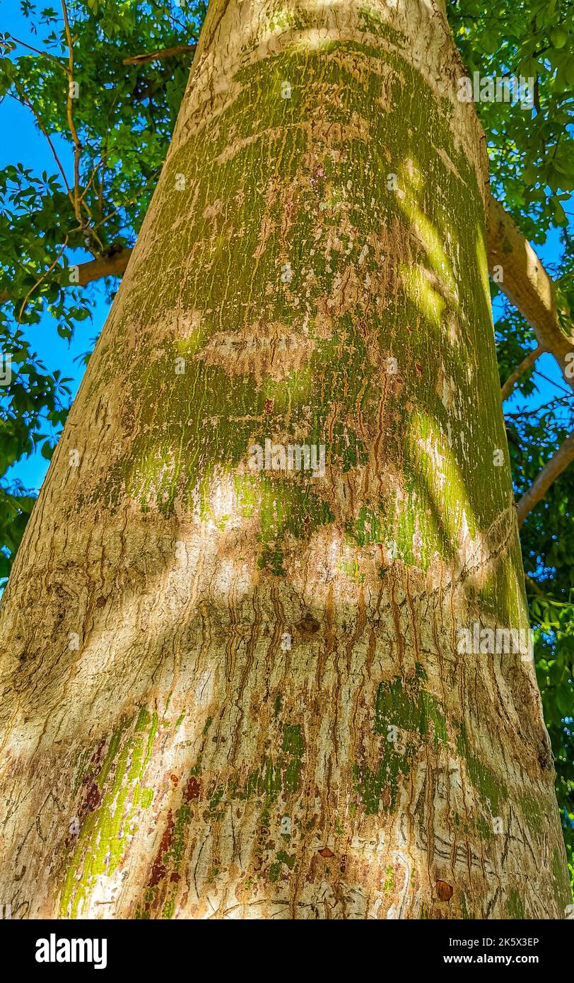 Huge beautiful Kapok tree Ceiba tree with spikes in tropical park ...