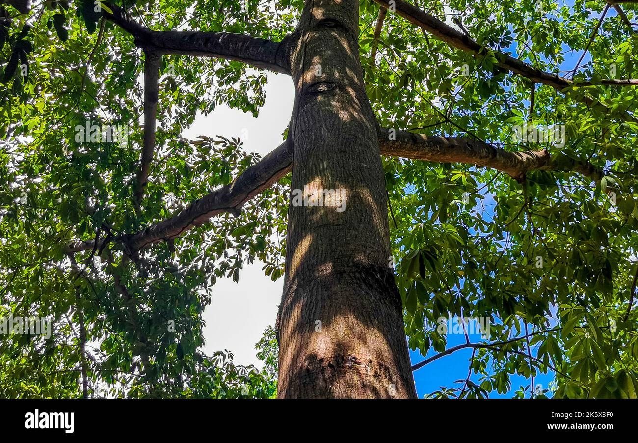 Huge beautiful Kapok tree Ceiba tree with spikes in tropical park ...