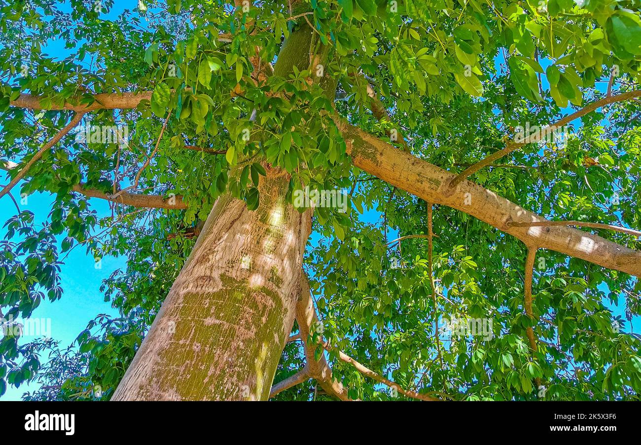 Huge beautiful Kapok tree Ceiba tree with spikes in tropical park ...