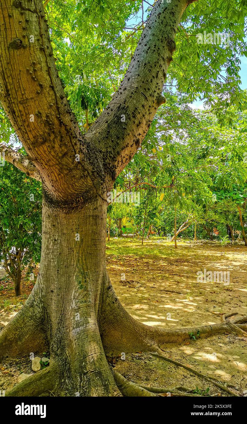 Huge beautiful Kapok tree Ceiba tree with spikes in tropical park ...