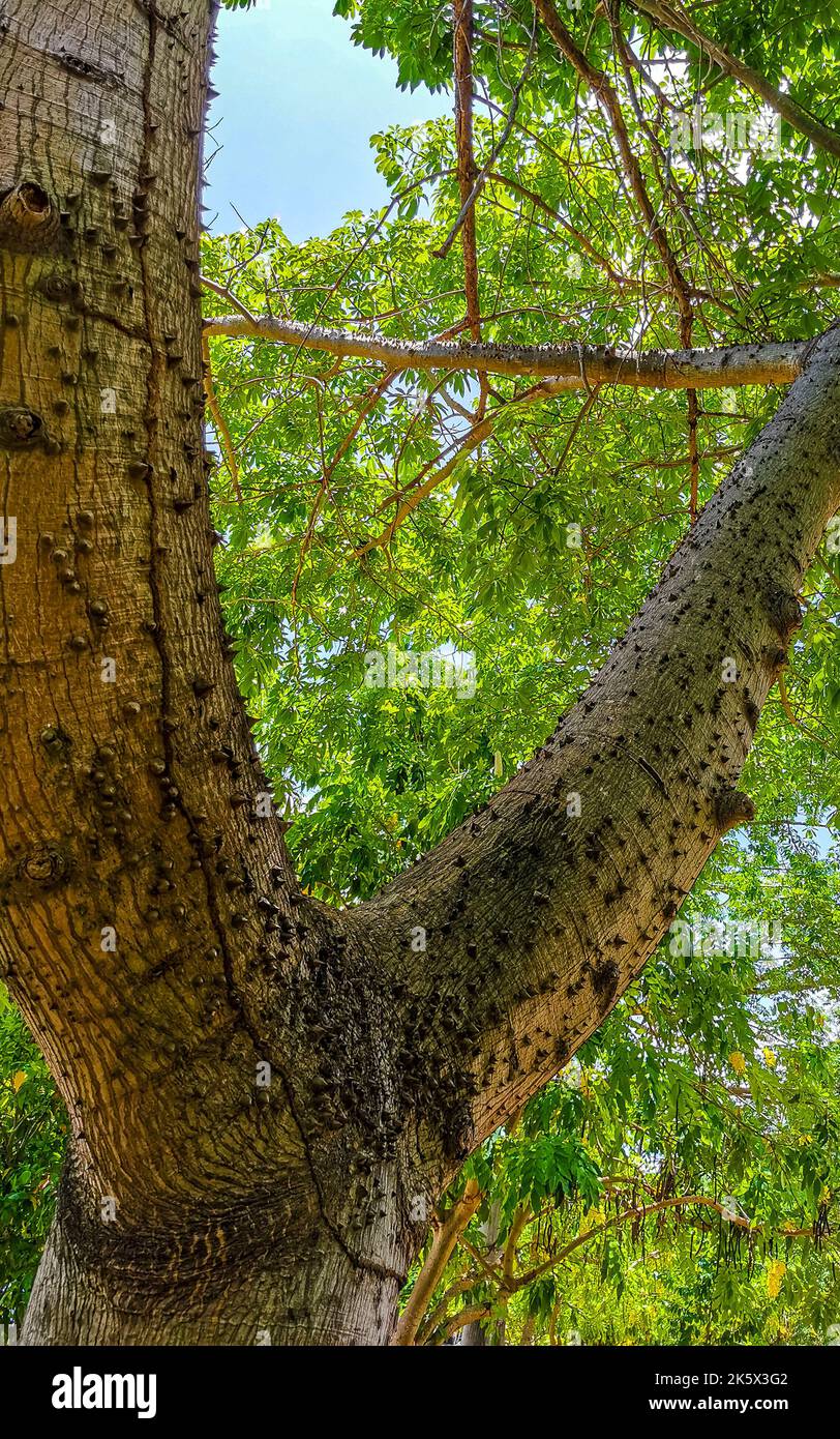 Huge beautiful Kapok tree Ceiba tree with spikes in tropical park ...