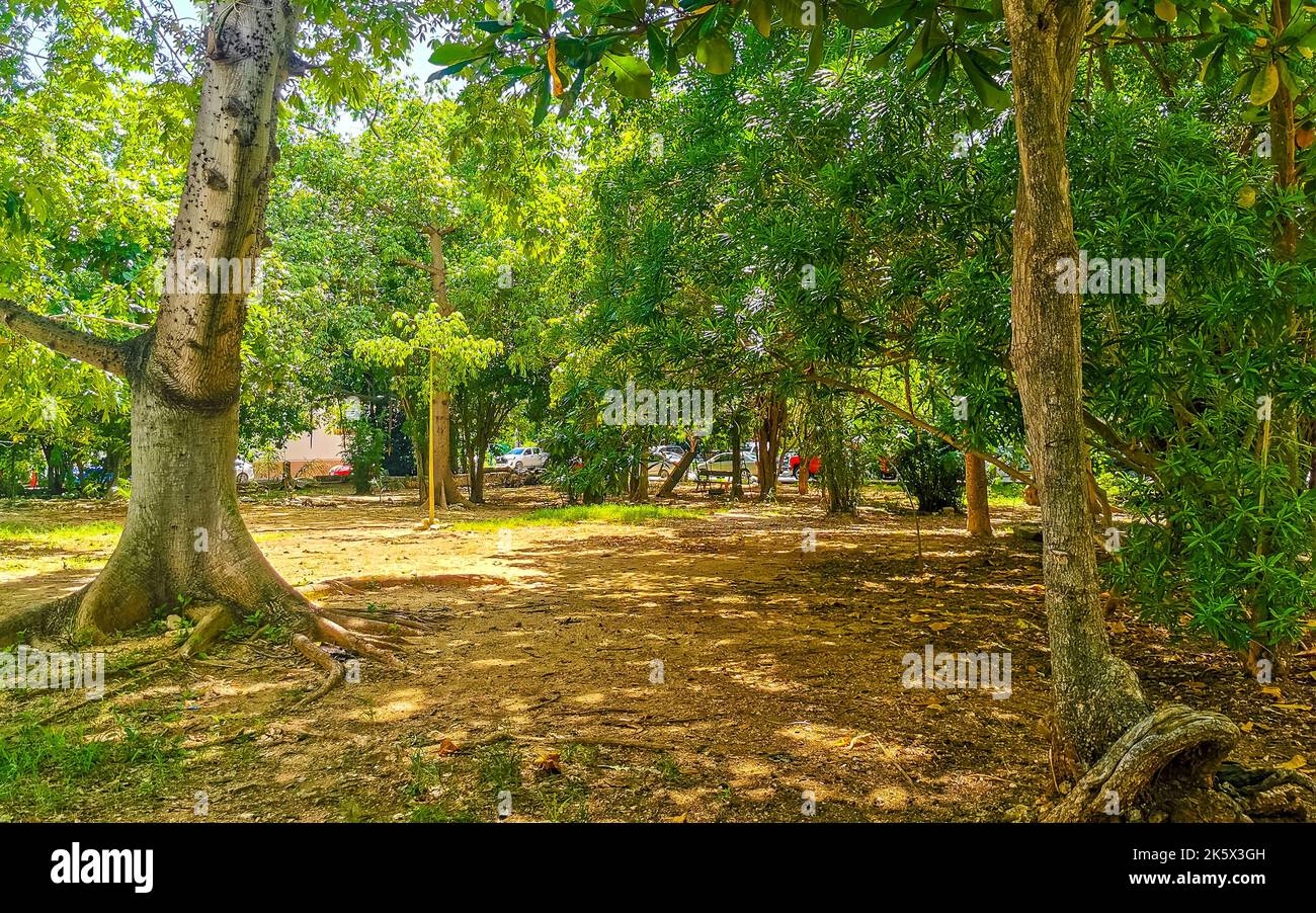 Huge beautiful Kapok tree Ceiba tree with spikes in tropical park ...