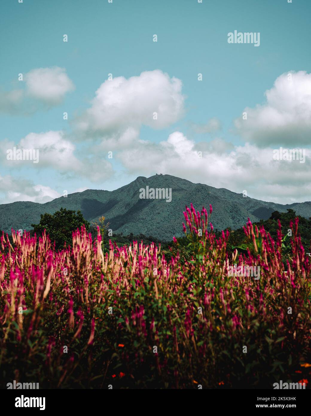 Beautiful landscape on a Rustic farm full of flowers from puerto rico ...