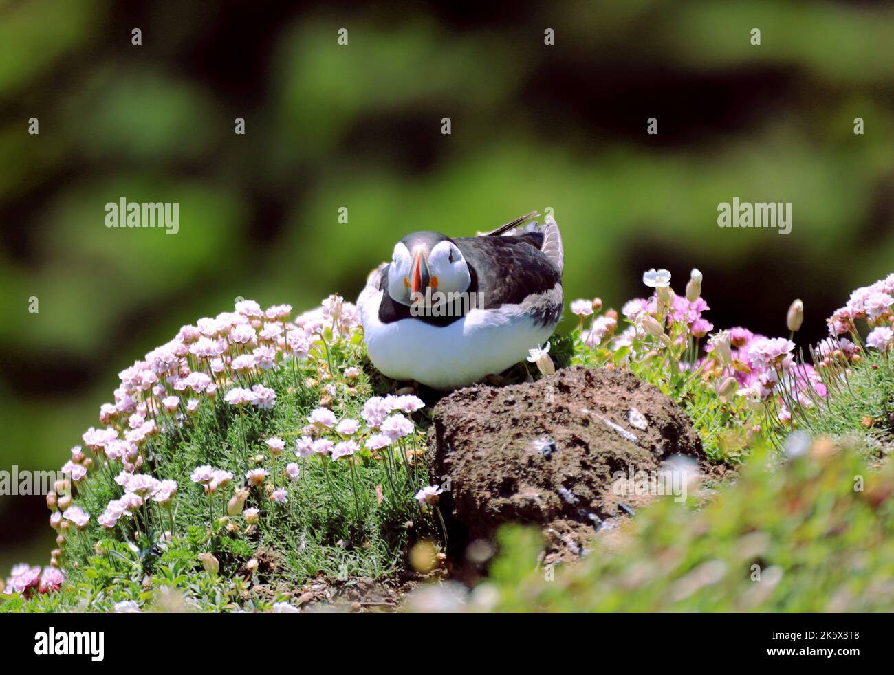 A cute Atlantic puffin bird in the green field with pink flowers Stock ...