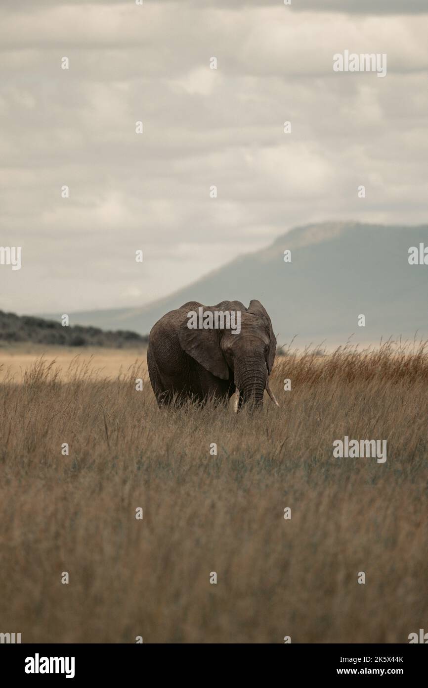 A vertical shot of an elephant in a dry field Stock Photo - Alamy