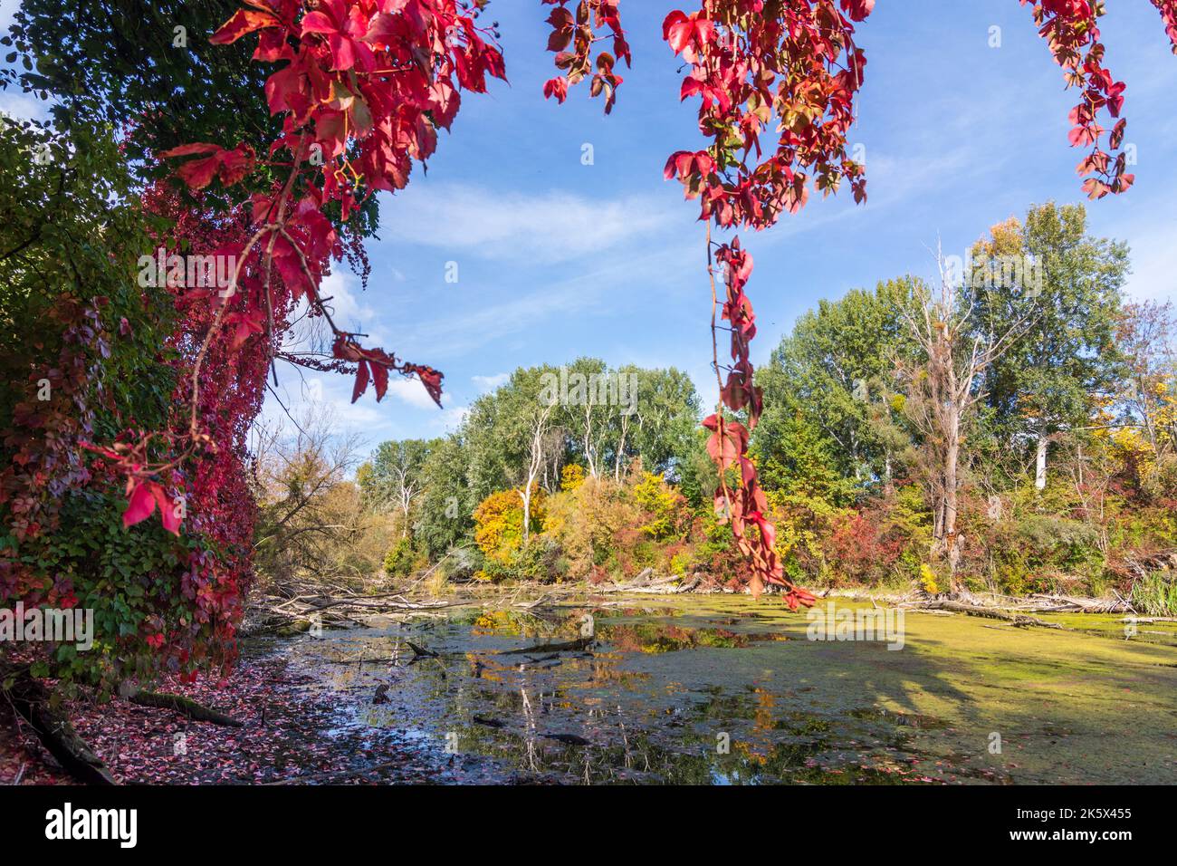 Wien, Vienna: oxbow lake of river Donau (Danube), island Donauinsel ...