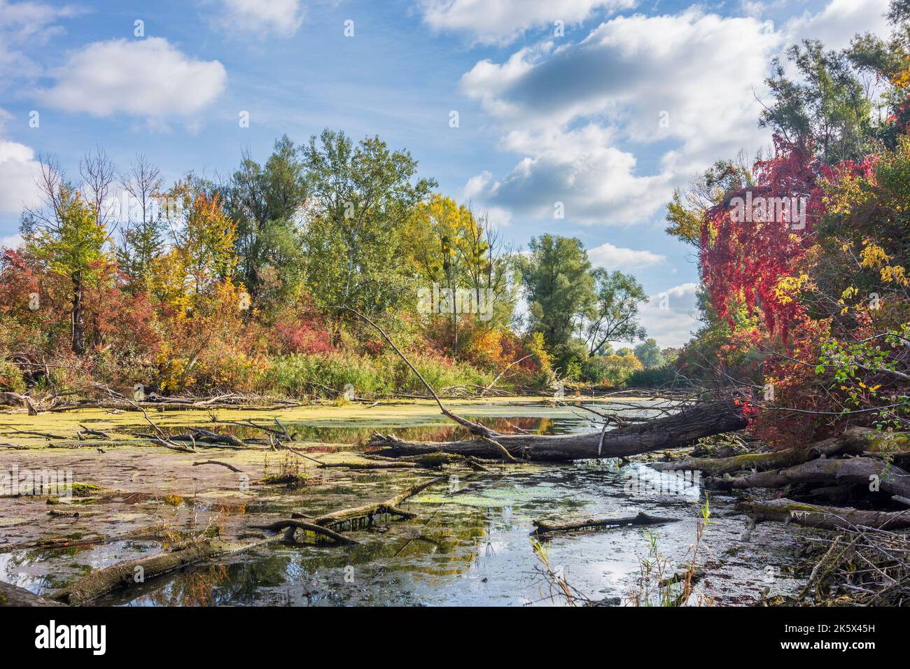 Wien, Vienna: oxbow lake of river Donau (Danube), island Donauinsel ...