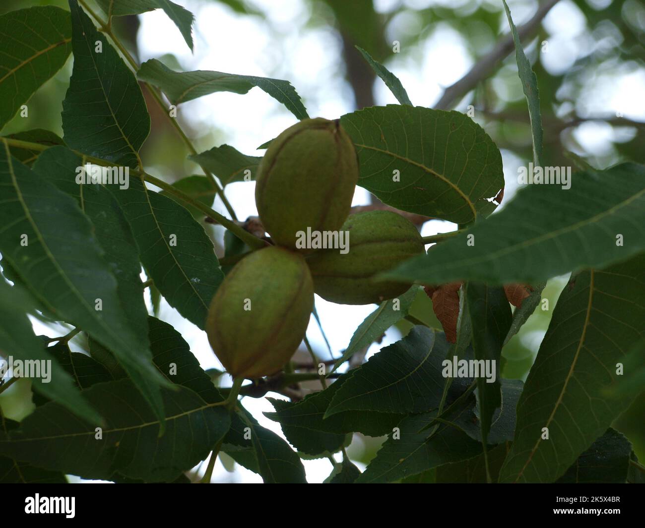 George W Bush Presidential Center & Park Nature Trails Stock Photo - Alamy
