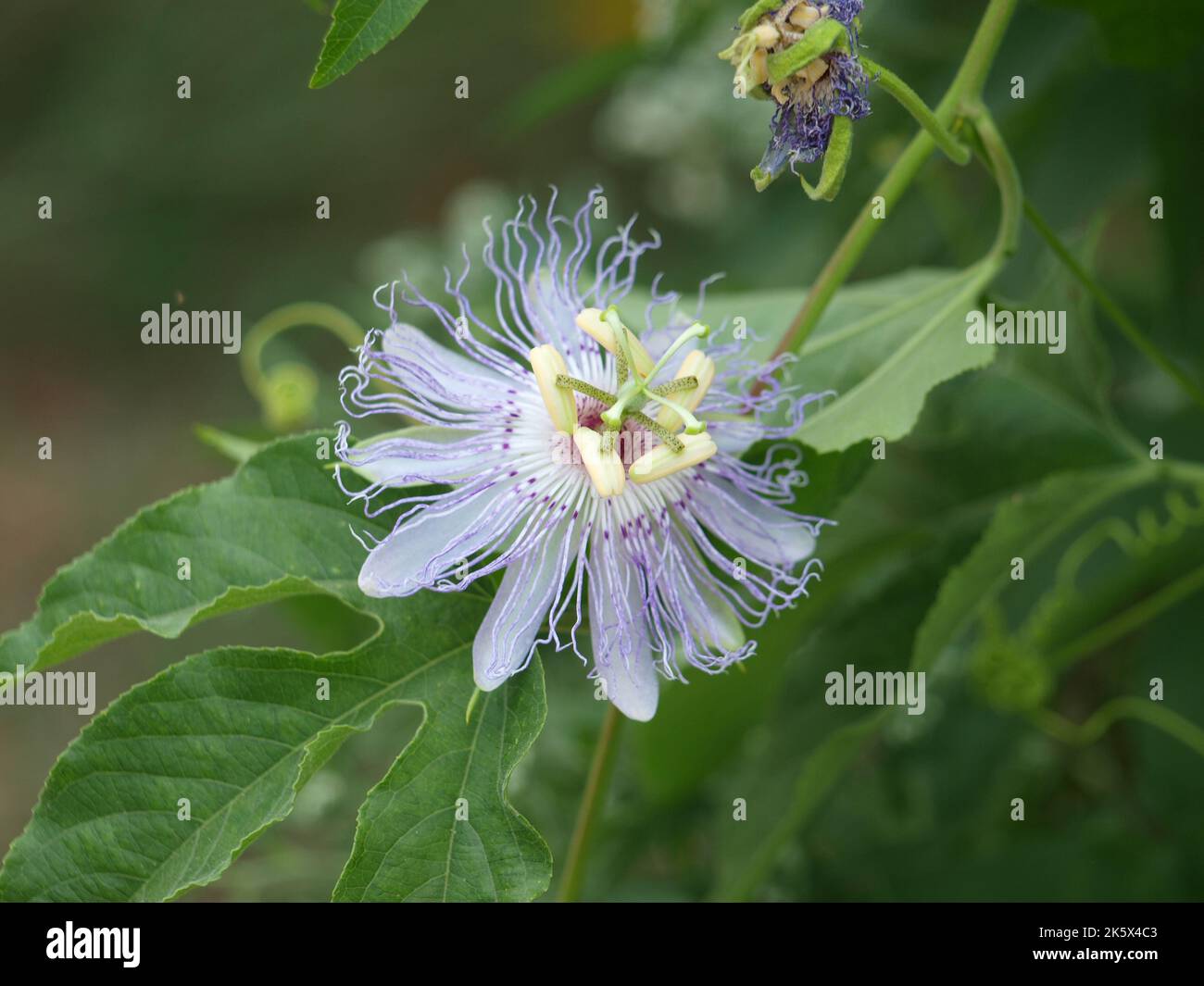 George W Bush Presidential Center & Park Nature Trails Stock Photo - Alamy