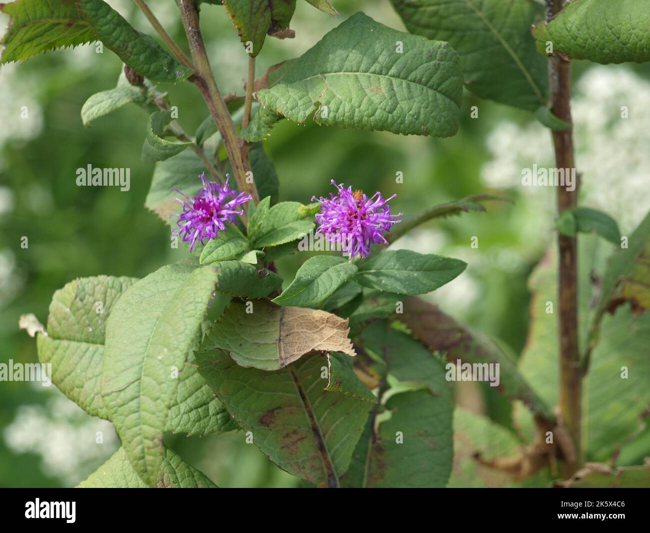 George W Bush Presidential Center & Park Nature Trails Stock Photo - Alamy