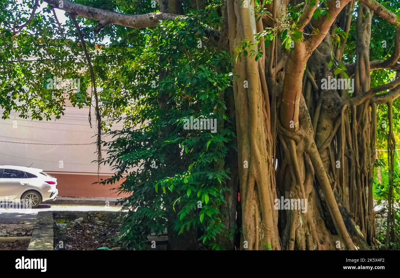 Huge beautiful Ficus maxima Fig tree in Playa del Carmen Quintana Roo ...