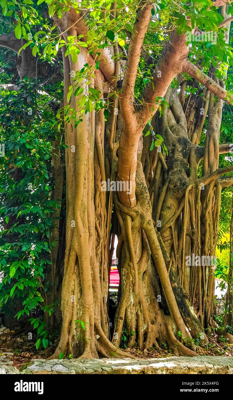 Huge beautiful Ficus maxima Fig tree in Playa del Carmen Quintana Roo ...