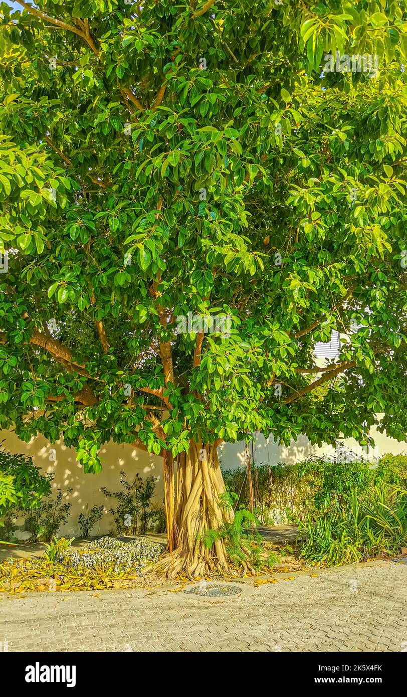Huge beautiful Ficus maxima Fig tree in Playa del Carmen Quintana Roo ...