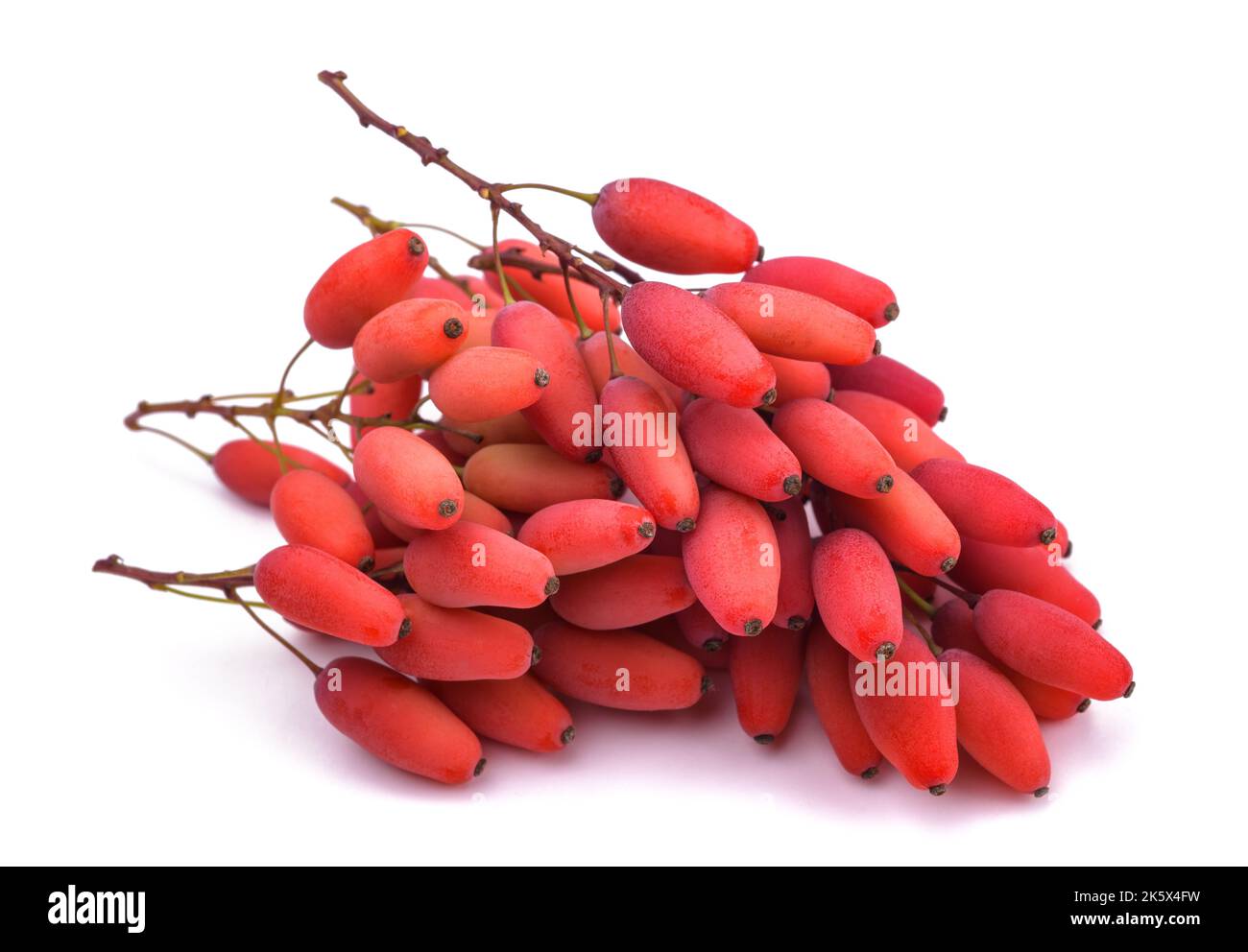 Autumn red wild berries Cut Out Stock Images & Pictures - Alamy
