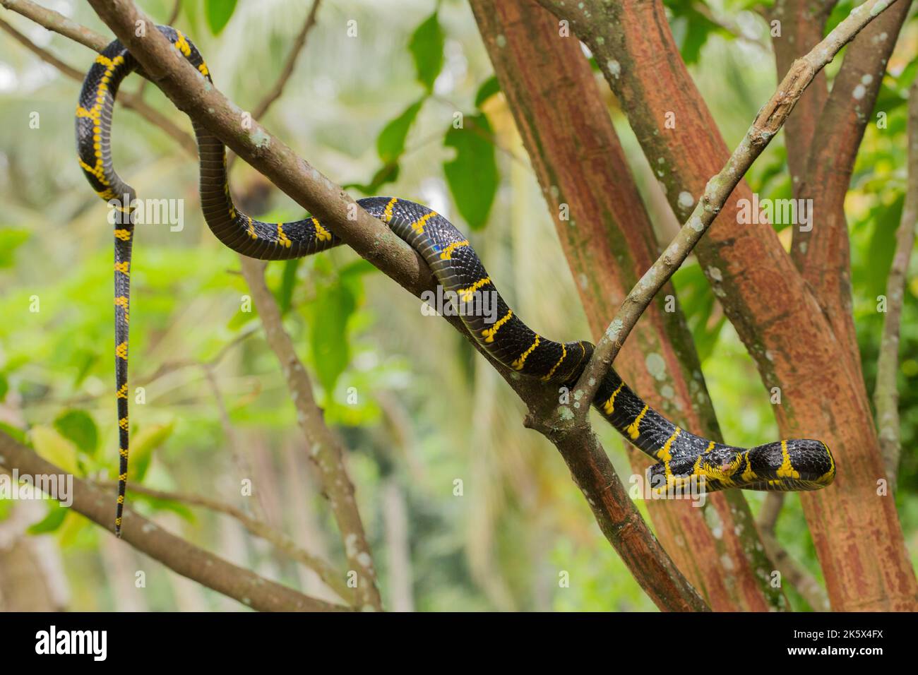 Boiga dendrophila, commonly called the mangrove snake or gold-ringed ...