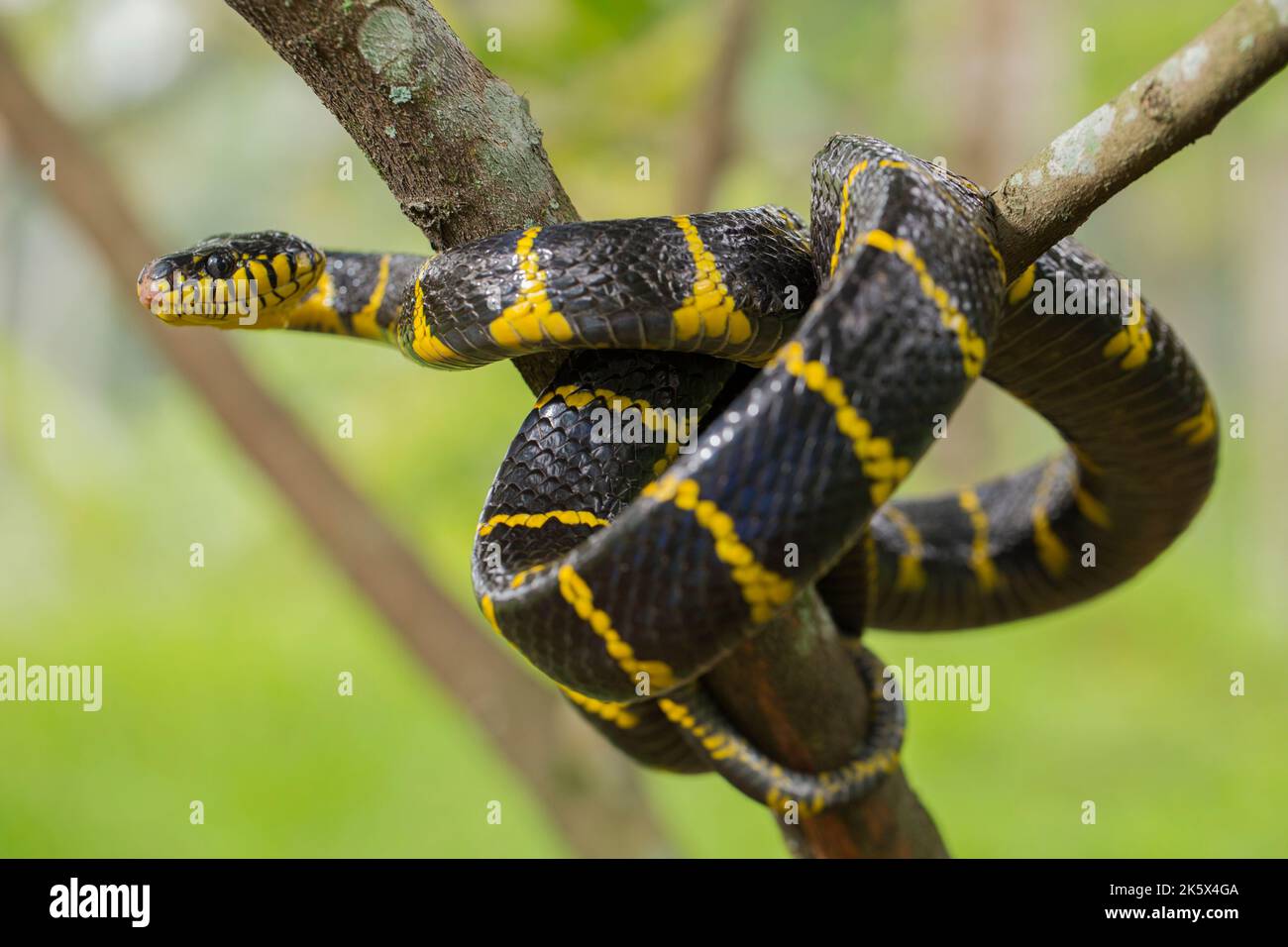 Boiga dendrophila, commonly called the mangrove snake or gold-ringed ...