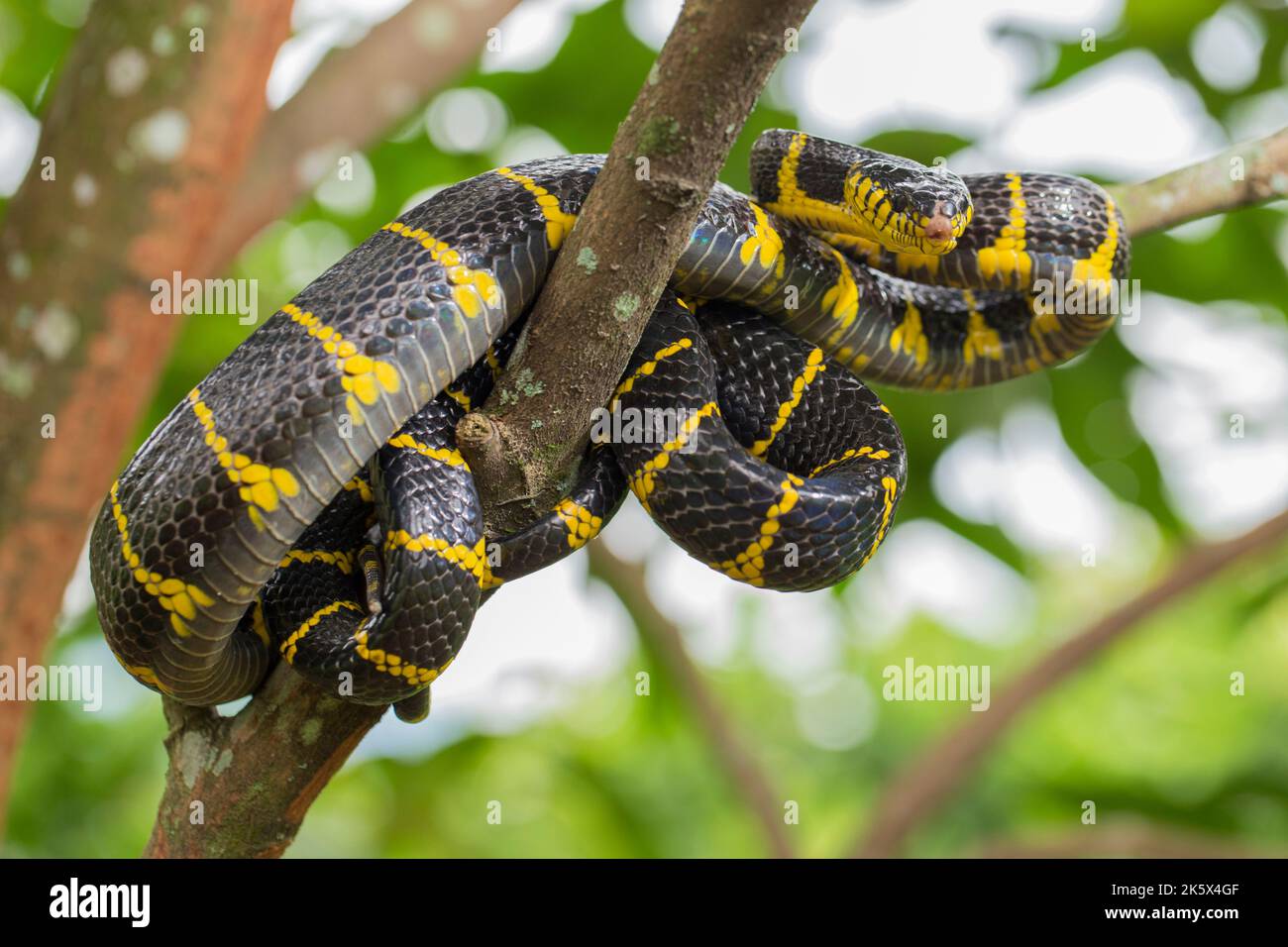 Boiga dendrophila, commonly called the mangrove snake or gold-ringed ...