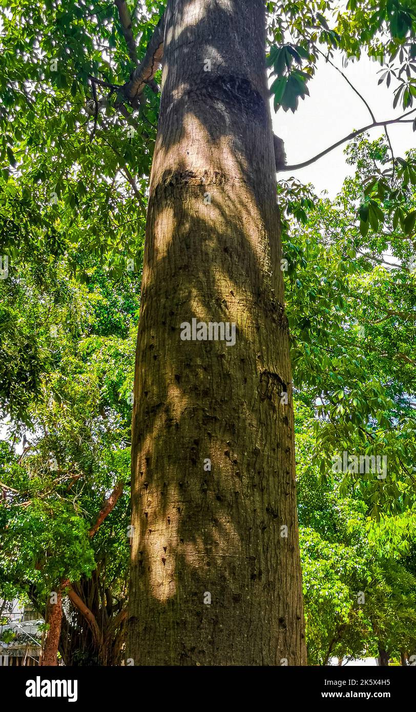 Huge beautiful Kapok tree Ceiba tree with spikes in tropical park ...