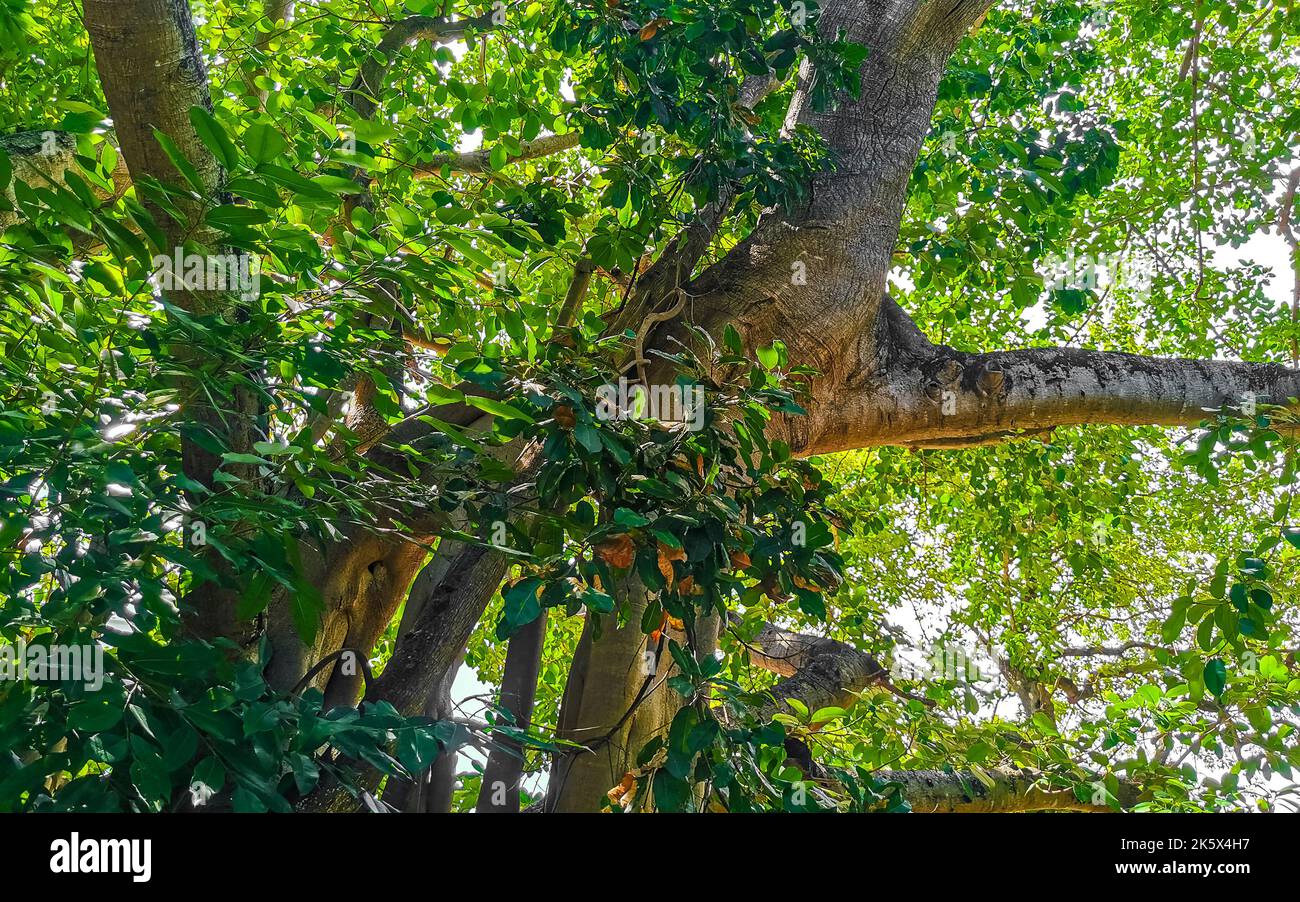 Huge beautiful Ficus maxima Fig tree in Playa del Carmen Quintana Roo ...