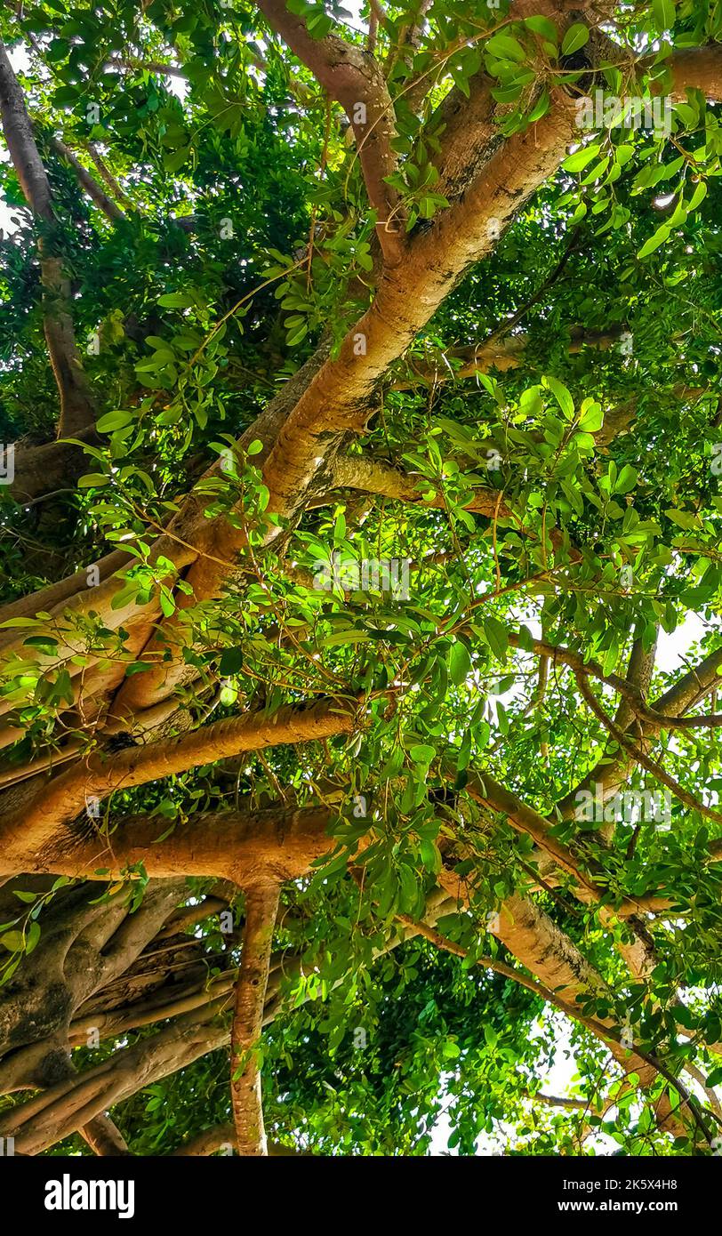 Huge beautiful Ficus maxima Fig tree in Playa del Carmen Quintana Roo ...