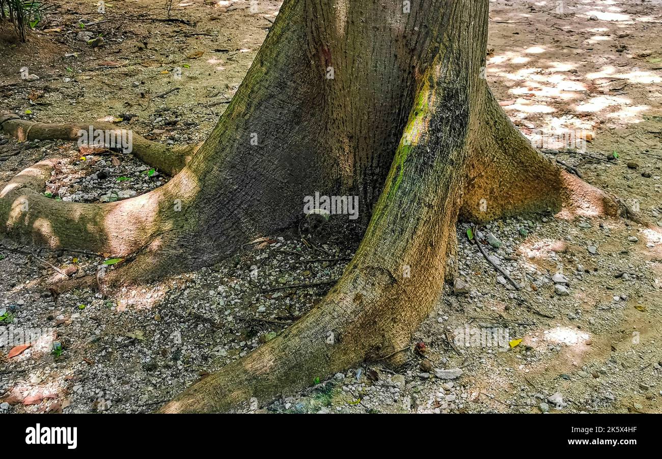 Huge beautiful Kapok tree Ceiba tree with spikes in tropical park ...