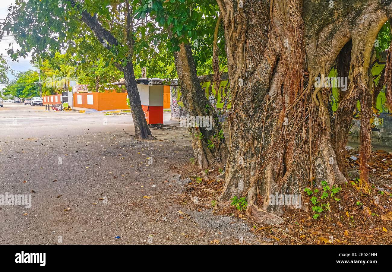 Playa del Carmen Mexico 07. September 2022 Huge beautiful Ficus maxima ...