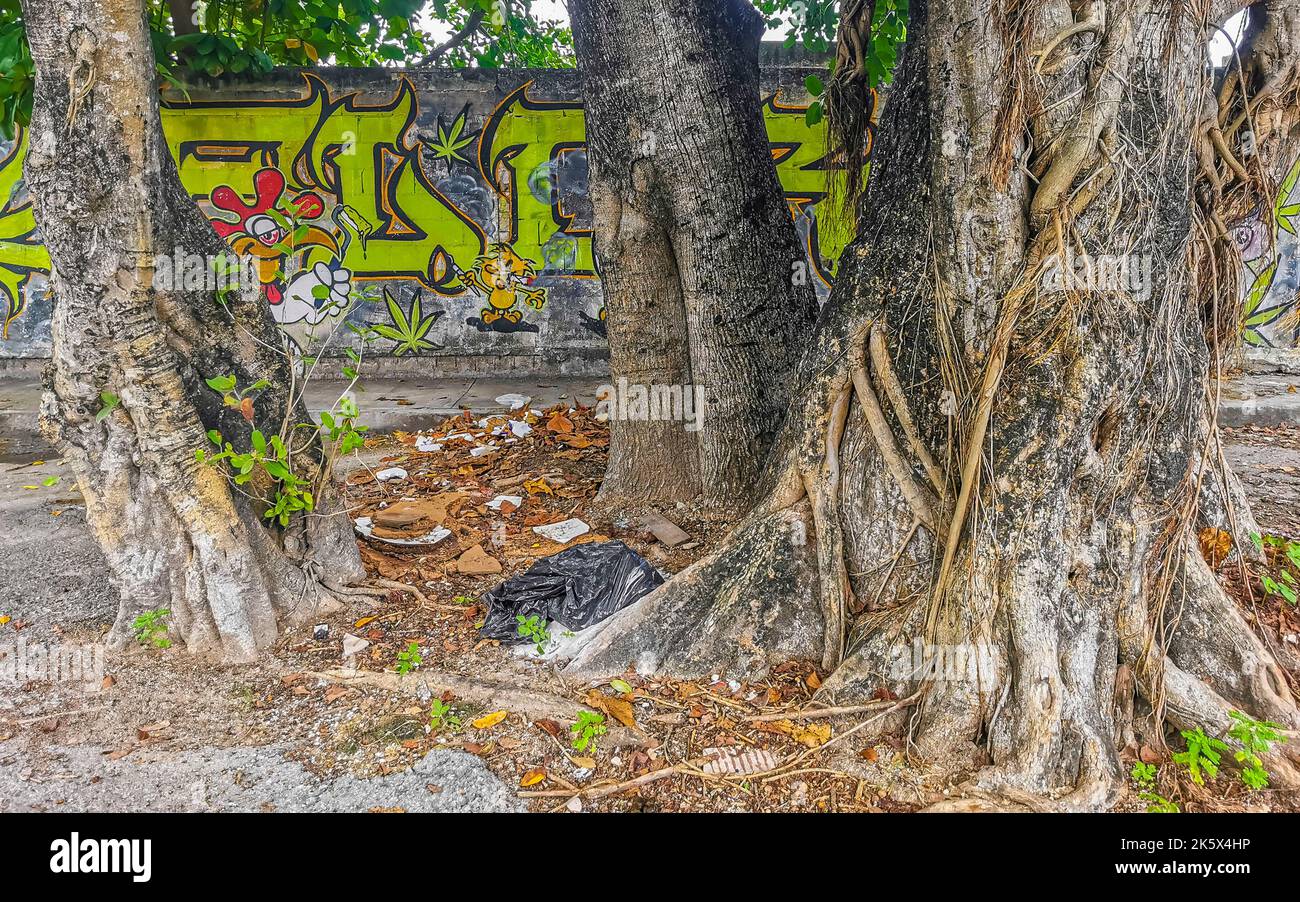 Playa del Carmen Mexico 07. September 2022 Huge beautiful Ficus maxima ...