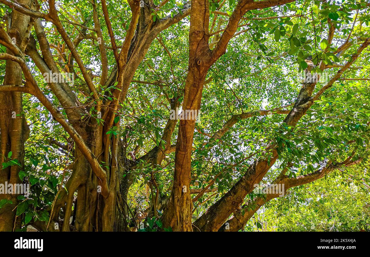 Huge beautiful Ficus maxima Fig tree in Playa del Carmen Quintana Roo ...