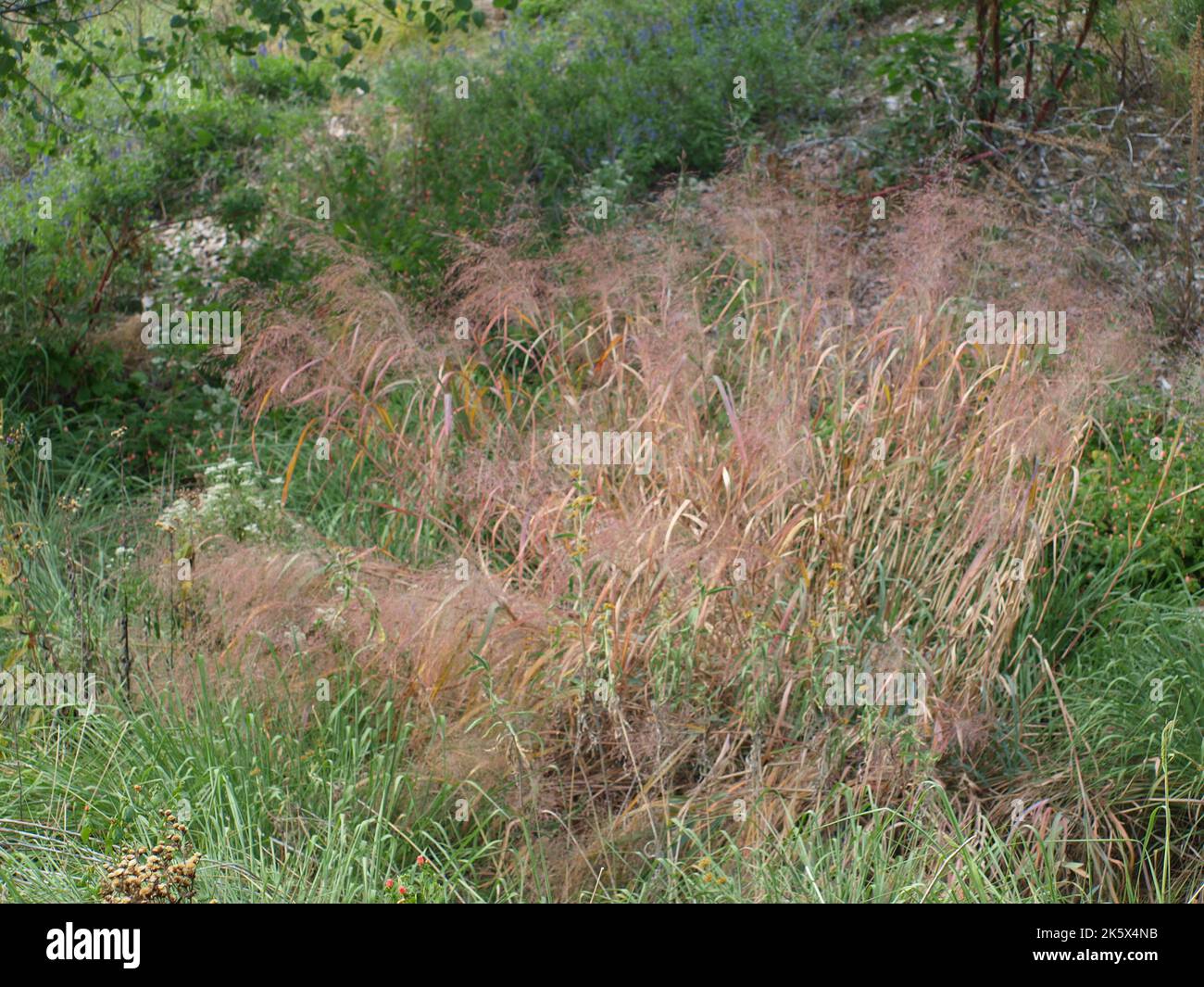 George W Bush Presidential Center & Park Nature Trails Stock Photo - Alamy