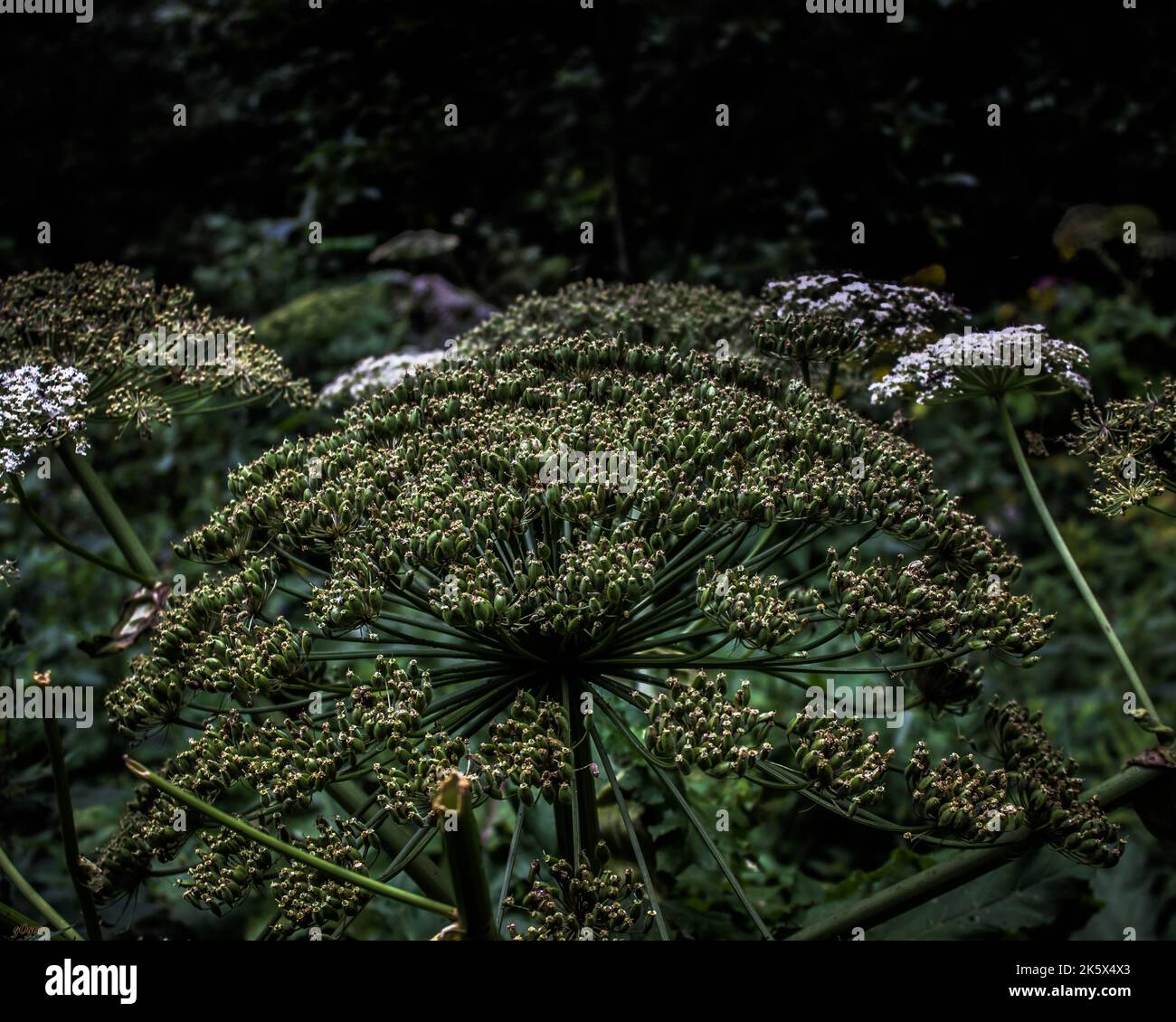 Giant hogweed in the forest hi-res stock photography and images - Alamy
