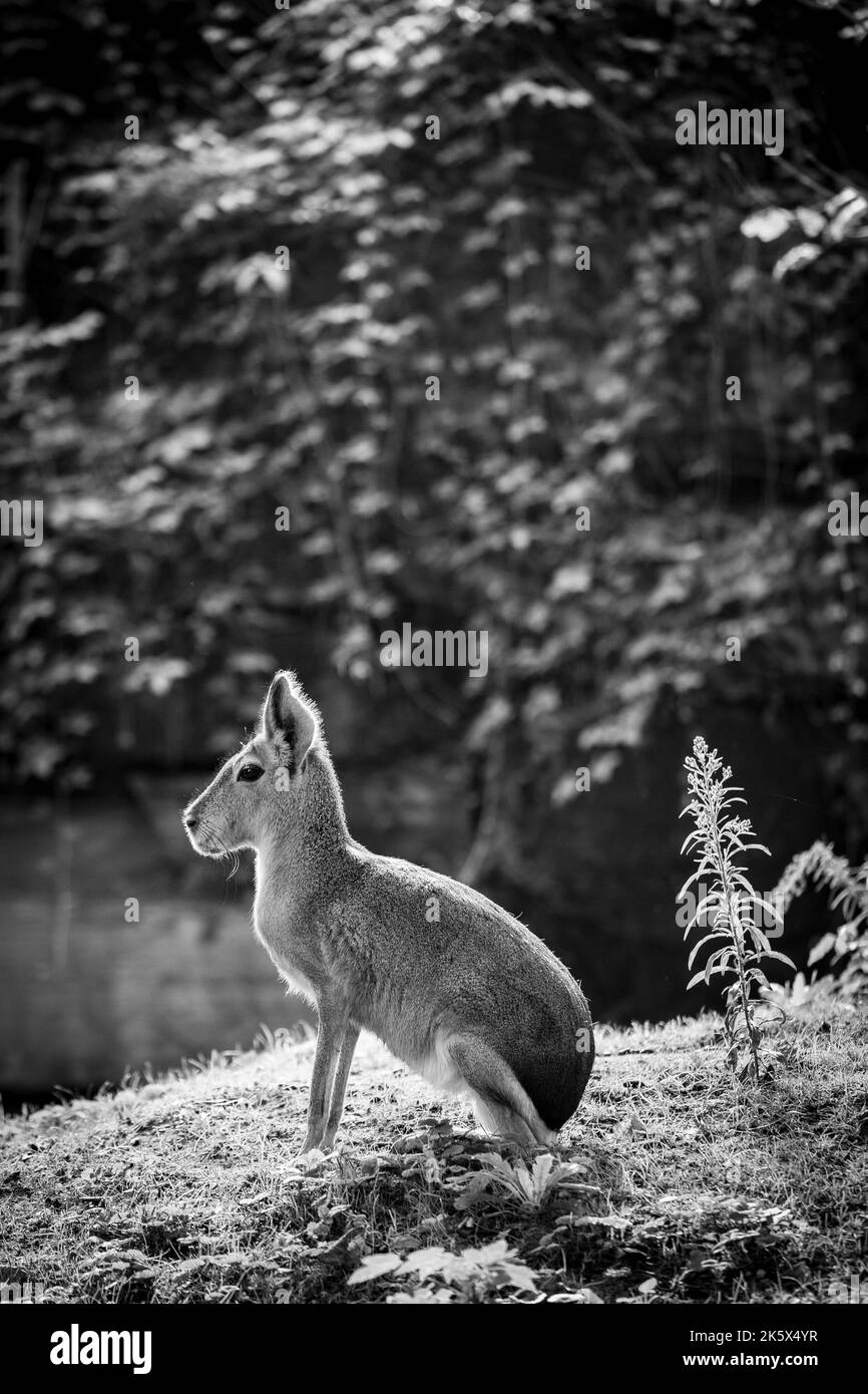 A grayscale shot of musk deer (Moschus moschiferus Stock Photo - Alamy