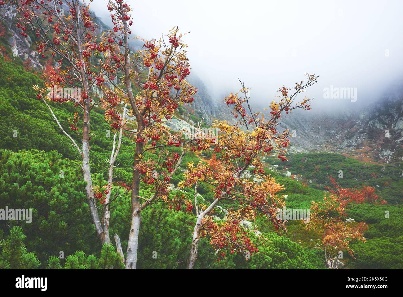 Ash color hi-res stock photography and images - Alamy